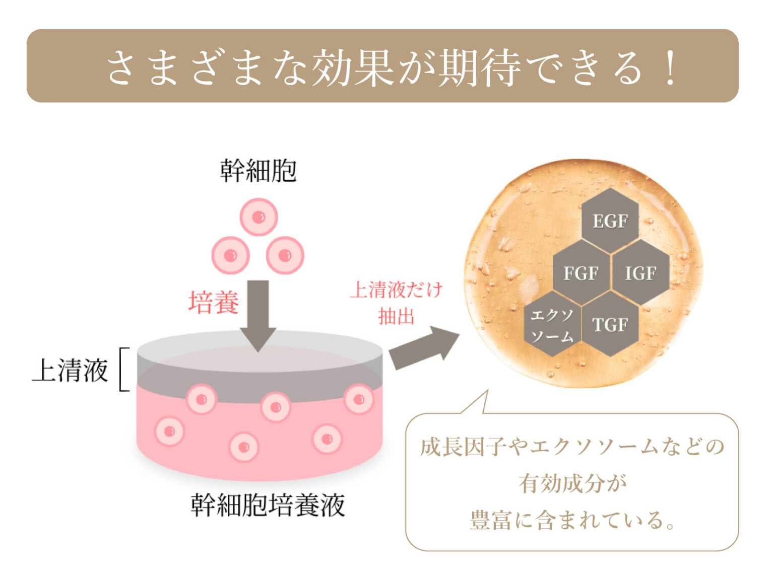 高濃度エクソソーム療法